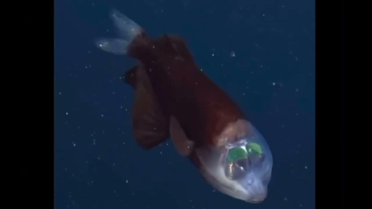 Another Freaky Animal YouTube another-freaky-animal-youtube