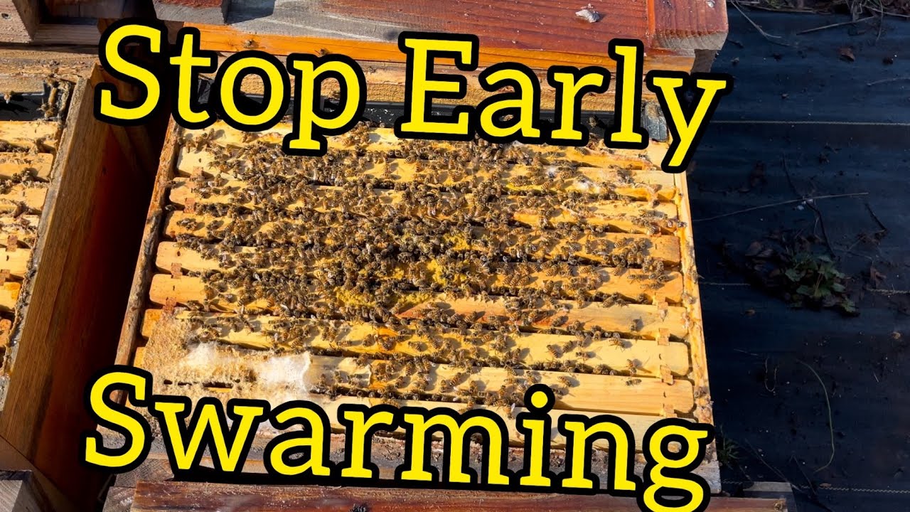 How to stop early swarming- Spring ‘23 - YouTube