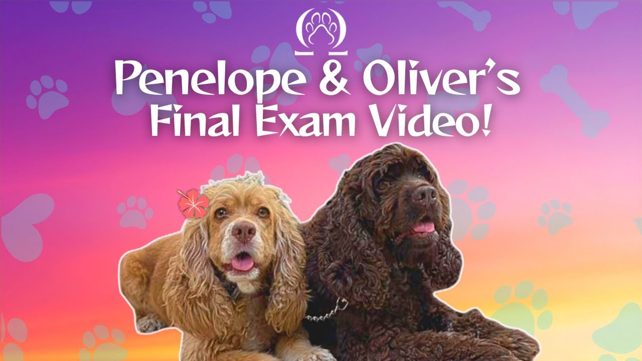 Penelope & Oliver's Final Exam Video | Cocker Spaniel | Saint ...