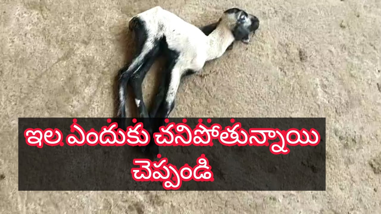 Sheep & Goat Farming- Birth of Weak lambs in Farming - YouTube