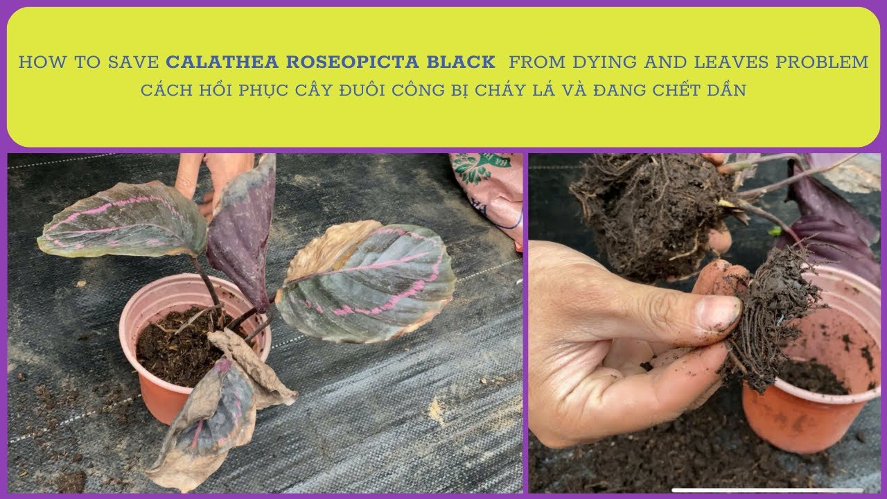How To Save Calathea From Dying, Root Rot & Leaves Problem | Cách Hồi ...