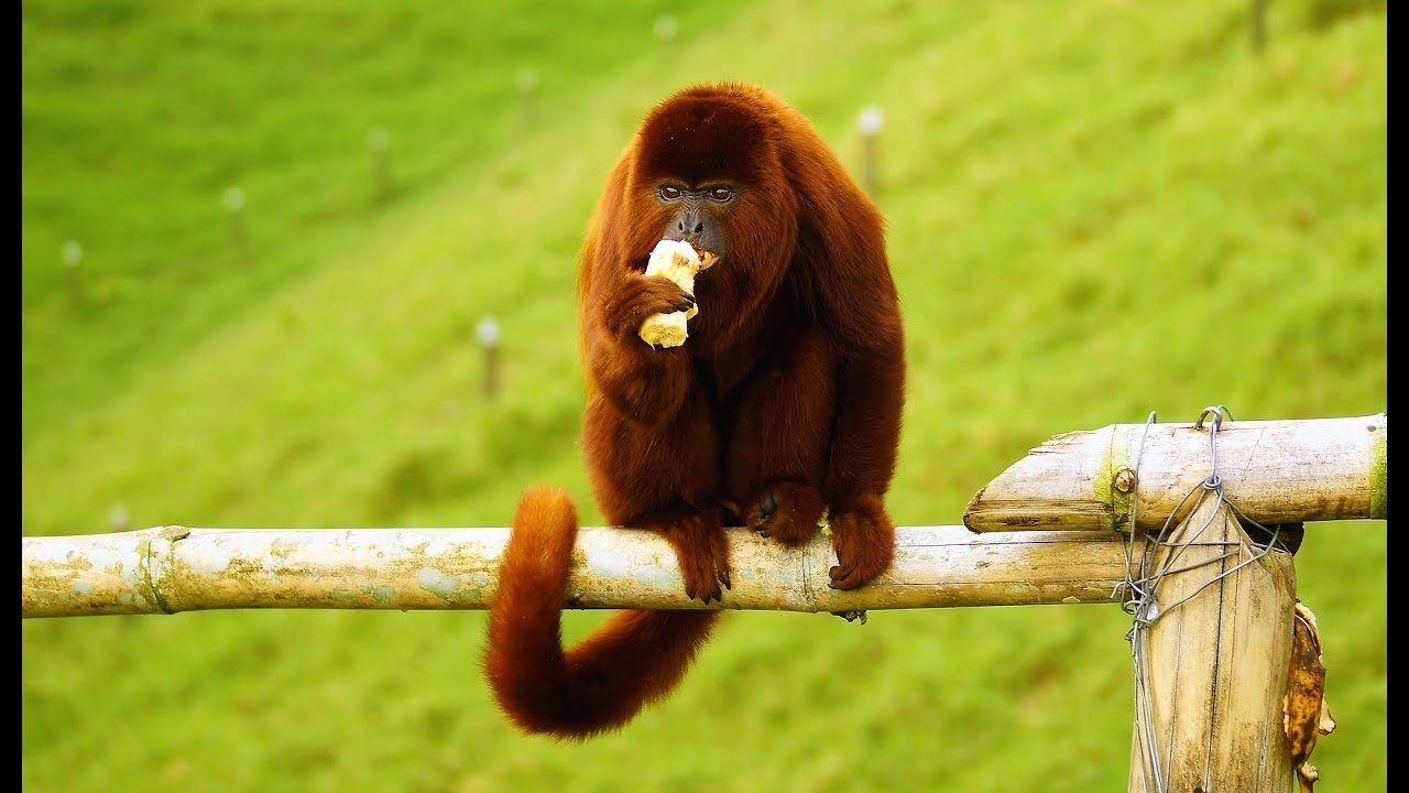 New World Howler Monkey at the Zoo - YouTube