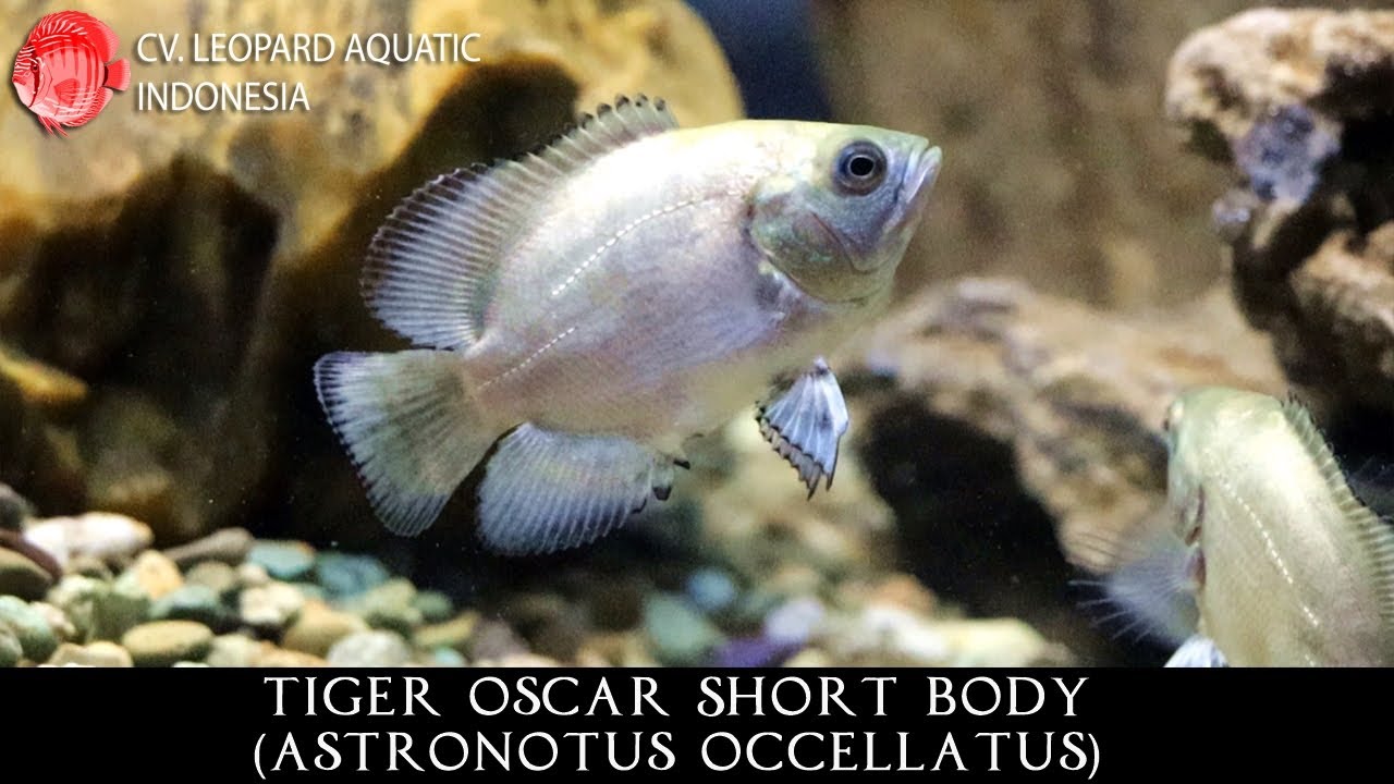 Astronotus occellatus THE CUTE Tiger Oscar Short Body. (Leopard Aquatic ...