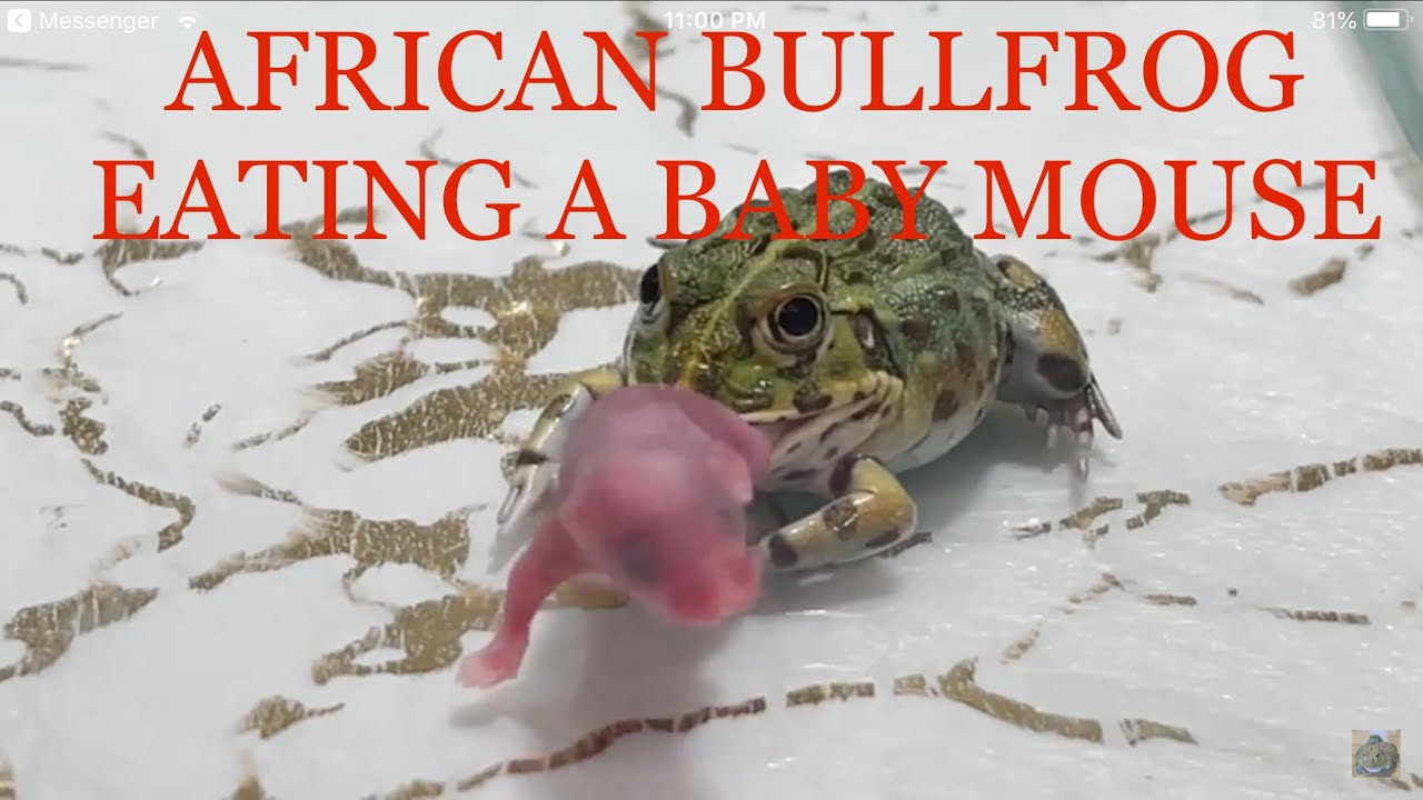 AFRICAN PIXIE BULLFROG’S LUNCH! ****LIVE FEEDING**** Educational Video ...