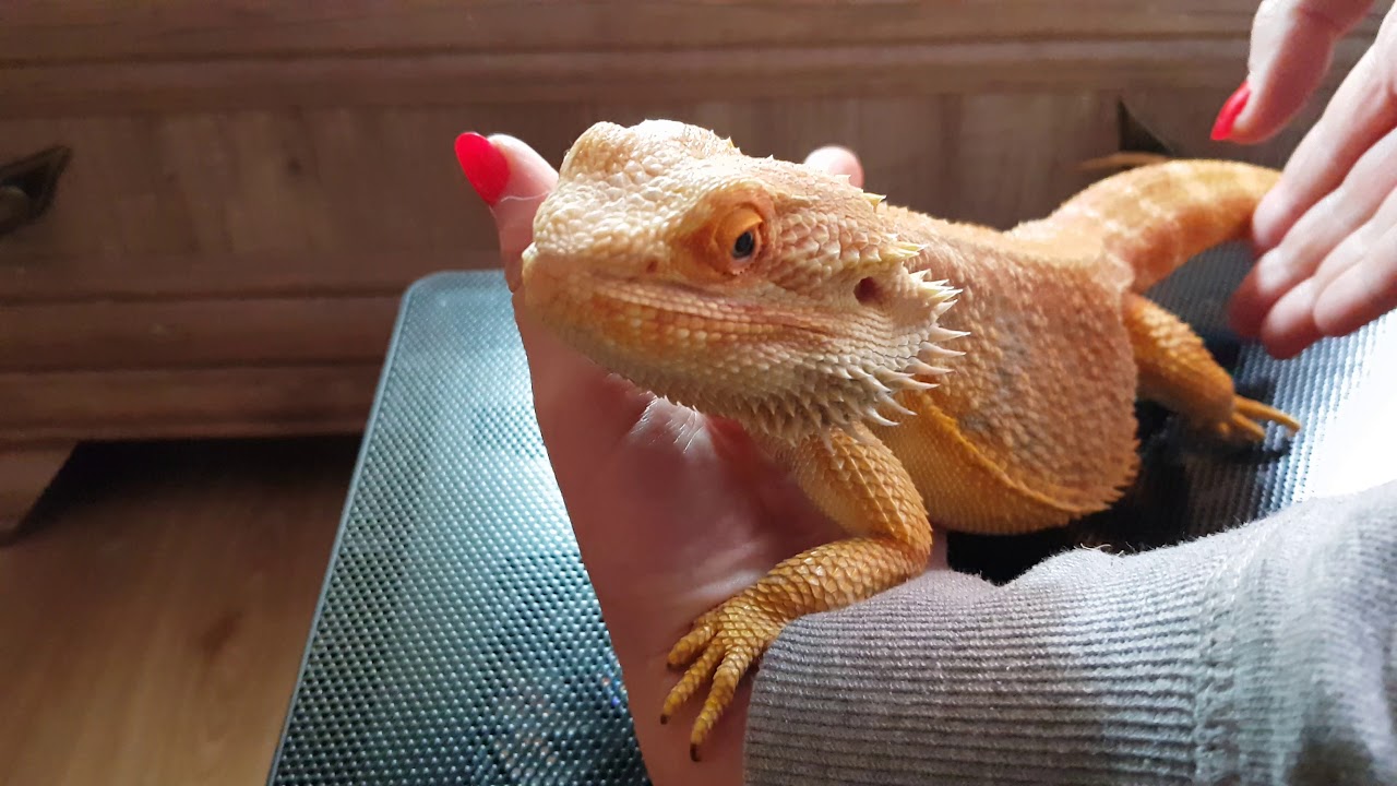 Agama Brodata Agama Brodata | The Image Has Been Originally Created As