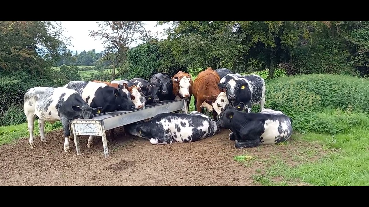 smart cows - YouTube