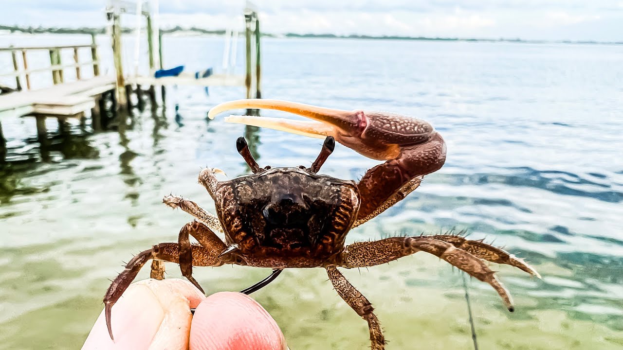 Fishing Tight Structure With Live Fiddler Crab & Caught This! (Catch ...
