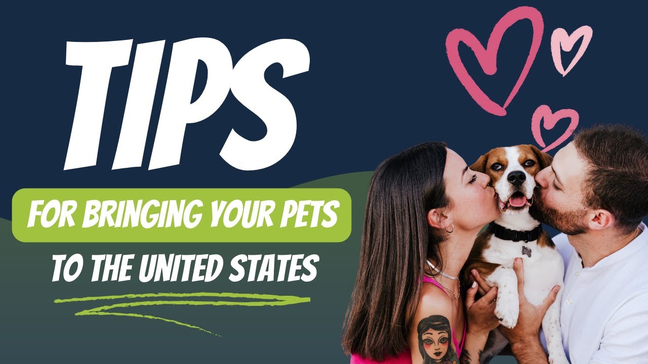 Tips for Couples for Bringing Pets to the United States During Their ...