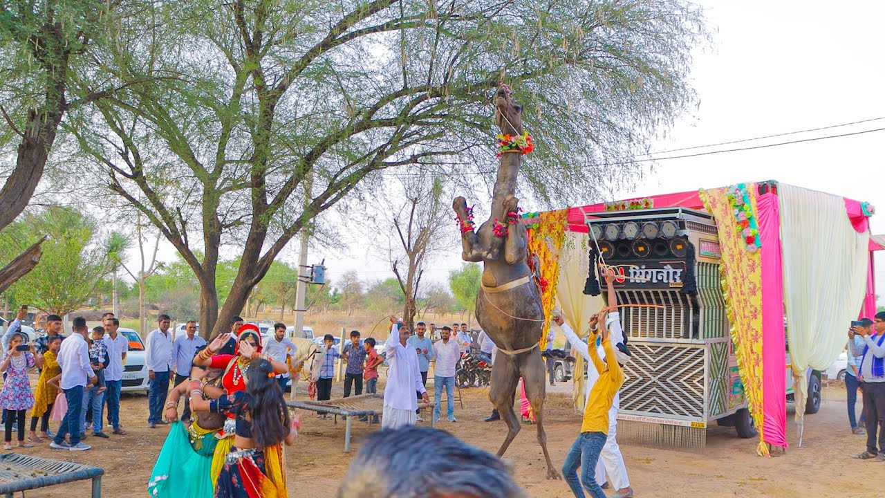 हंसराज ने किया सबसे ऊँचा जंप || Rajasthani Camel Dance || Camel Dance ...