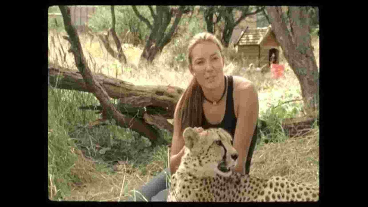 Real Short Story: Amputated Cheetah (Lucky) That Survived ~ Volkswagon ...