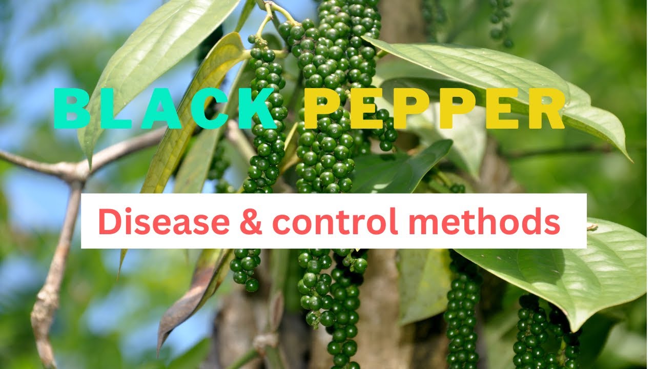 black pepper Disease & control methods - YouTube