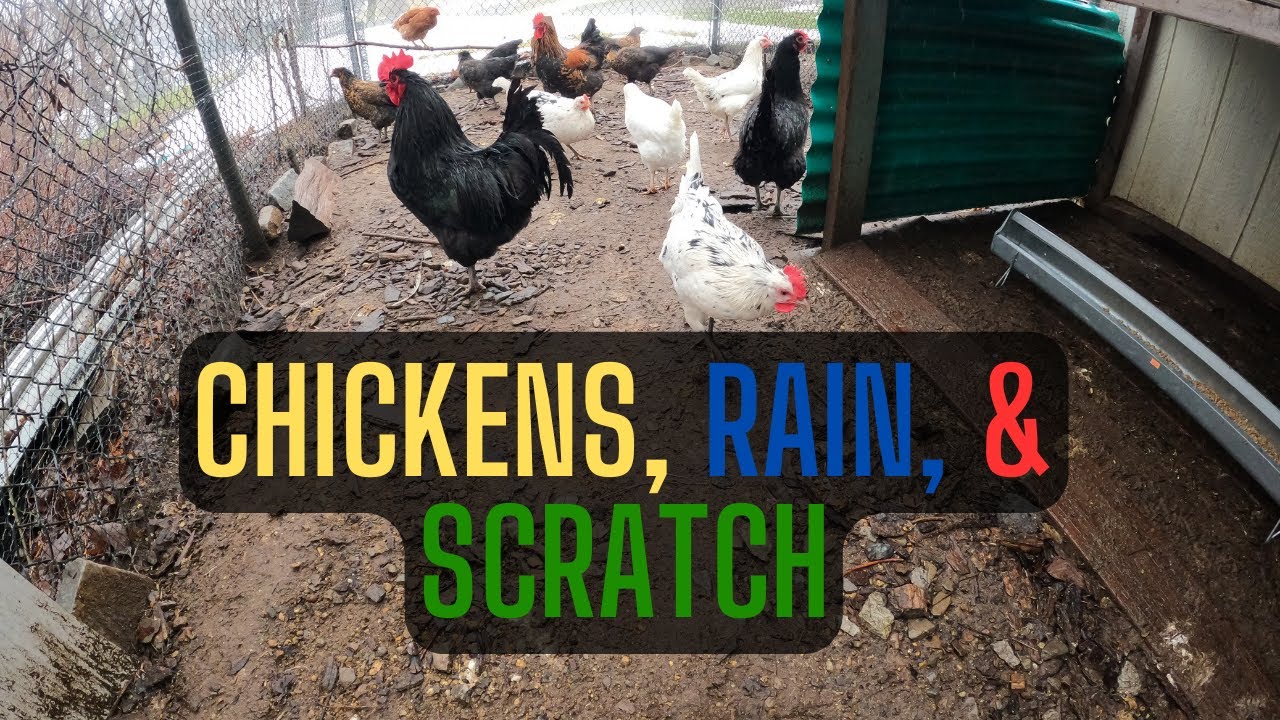 An Unfiltered View Of A Rainy Day At The Chicken Run - YouTube