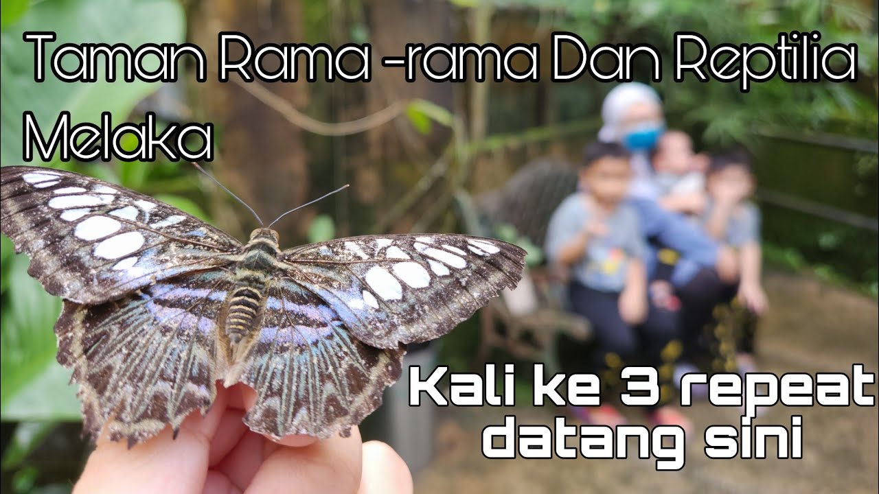 FULL TOUR | Taman Rama-rama Dan Reptilia Melaka | Melaka Butterfly And ...