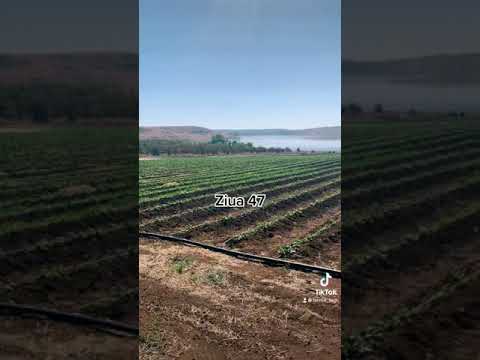 Ziua 47 plantație de căpșuni 🍓🍓🍓Ferma Fedi