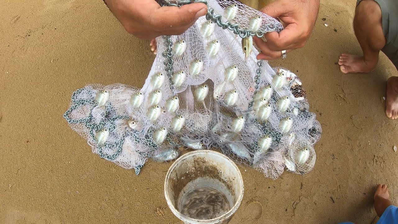 Catch a Fish by mesh at REAM beach, Use mesh Catch A lot of Fish on the ...