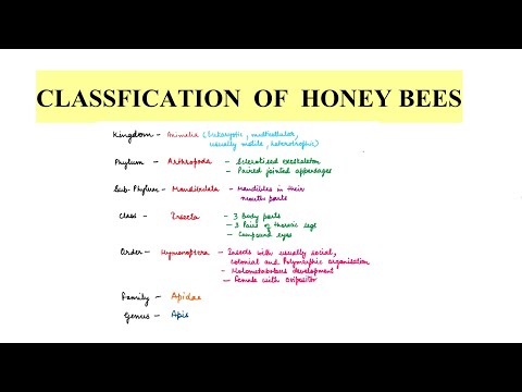 How Are Bees Classified Taxonomically