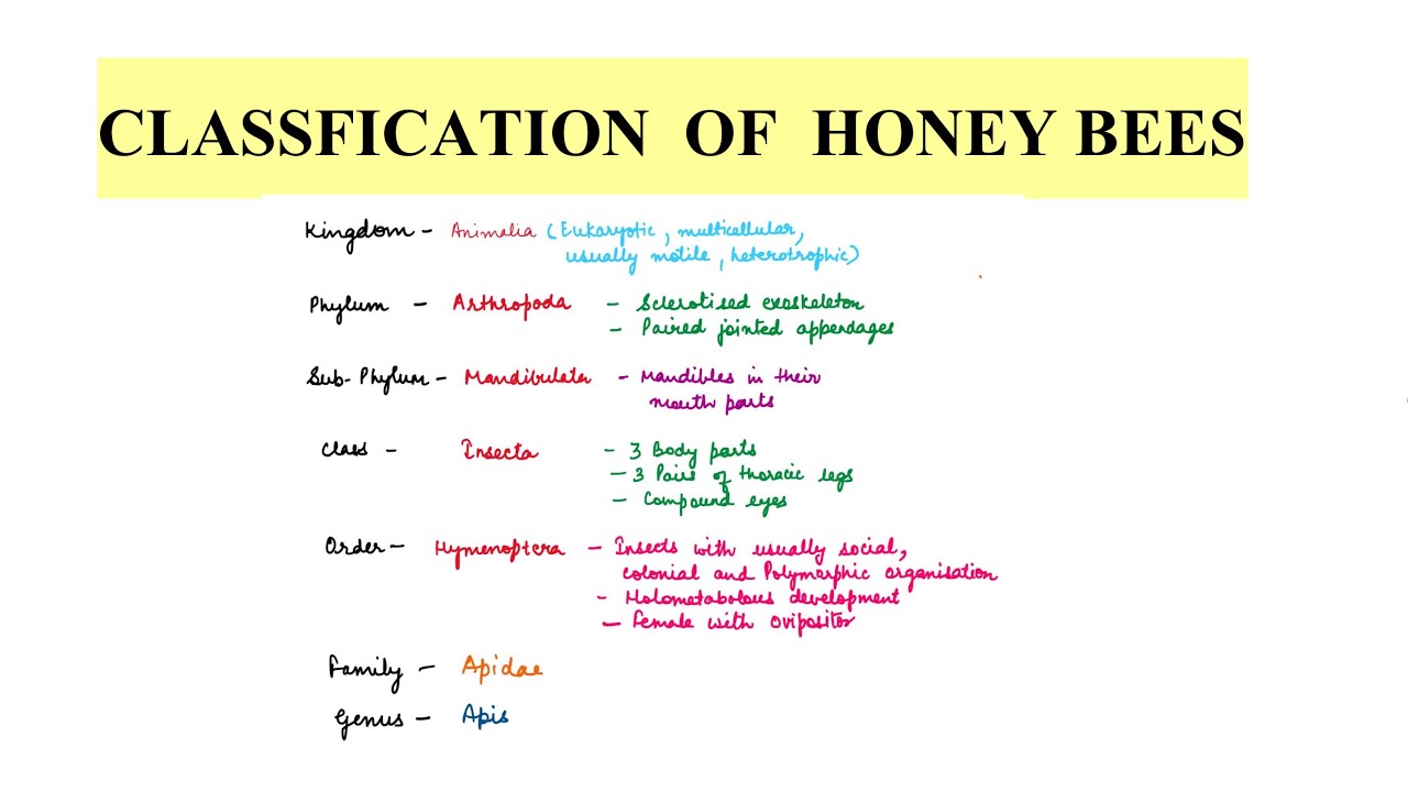 IV/ SEM 4/ APICULTURE/ CLASSIFICATION OF HONEY BEE - YouTube
