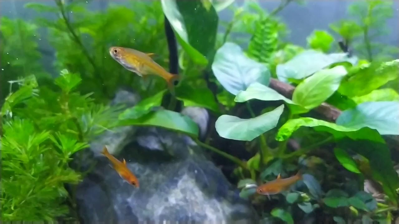 Amandae fish and shrimp tank - YouTube