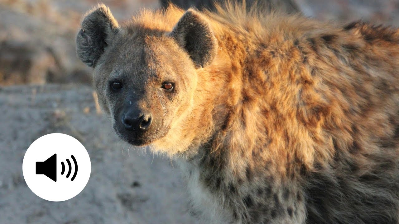 Laughing Hyena Sounds | Hyene qui rit - YouTube
