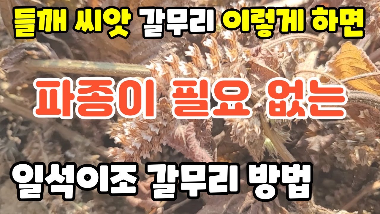 들깨씨앗 파종이 필요 없는 일석이조 들깨 갈무리 방법 들깨씨앗보관 들깨씨앗발아 들깨씨앗파종 Youtube