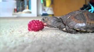 Baby Turtle Eating Raspberry