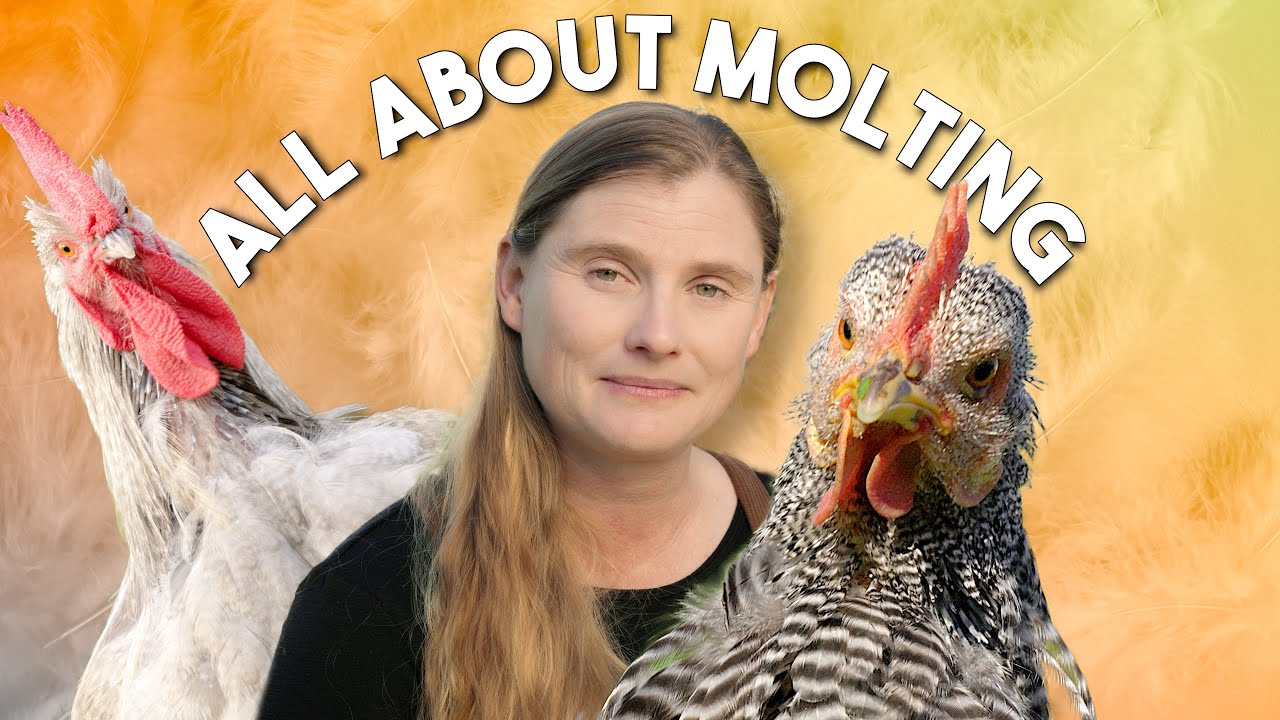 Molting Madness: Why Your Chickens Look So Scruffy! - YouTube