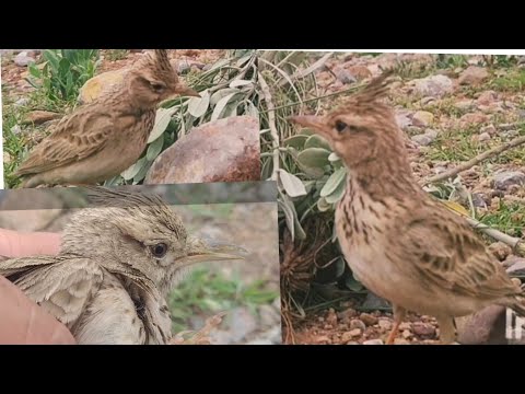 how to catch birds with trap || bird traping || crested lark singing ...
