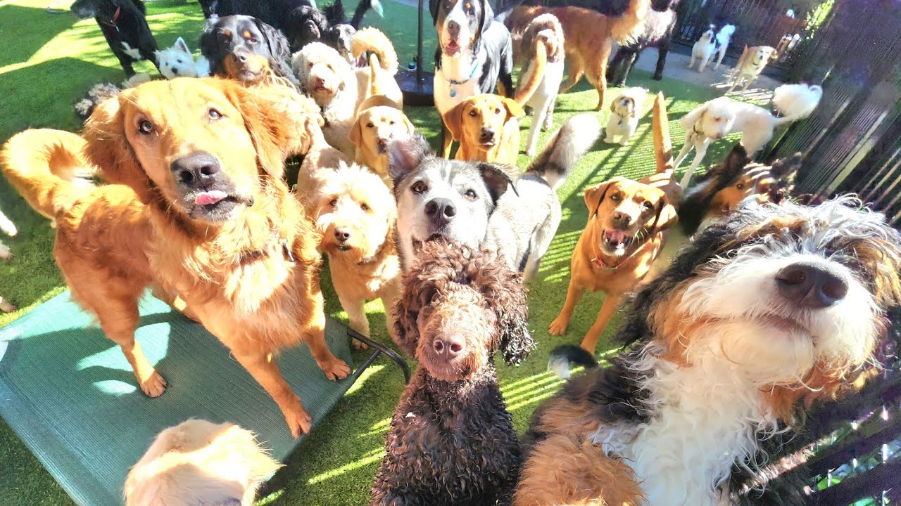 Checking on the dogs.... - YouTube