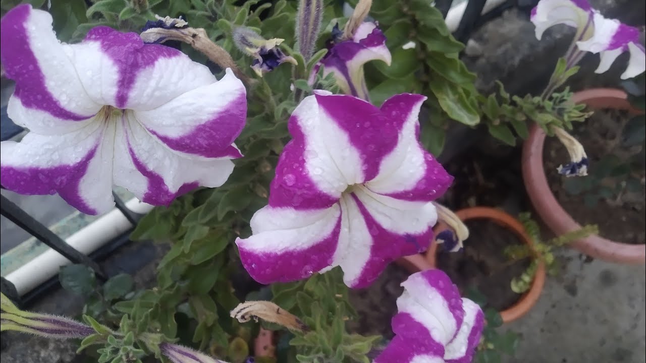 Bageecha pyaar wala beautiful flowering plants || beautiful vegetable ...
