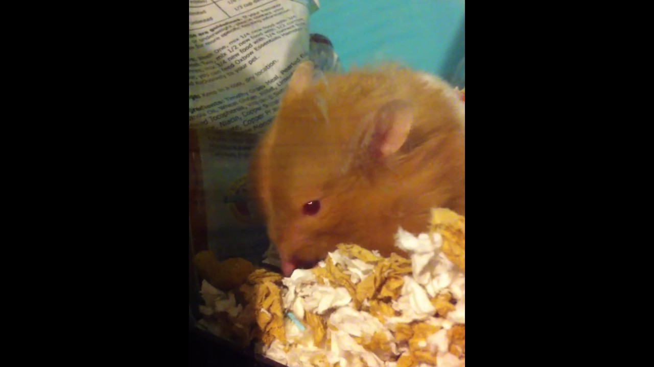 Hamster Freak Show - YouTube