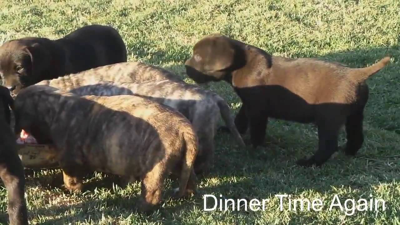 Bandog Puppies Hyper Line 1 - YouTube