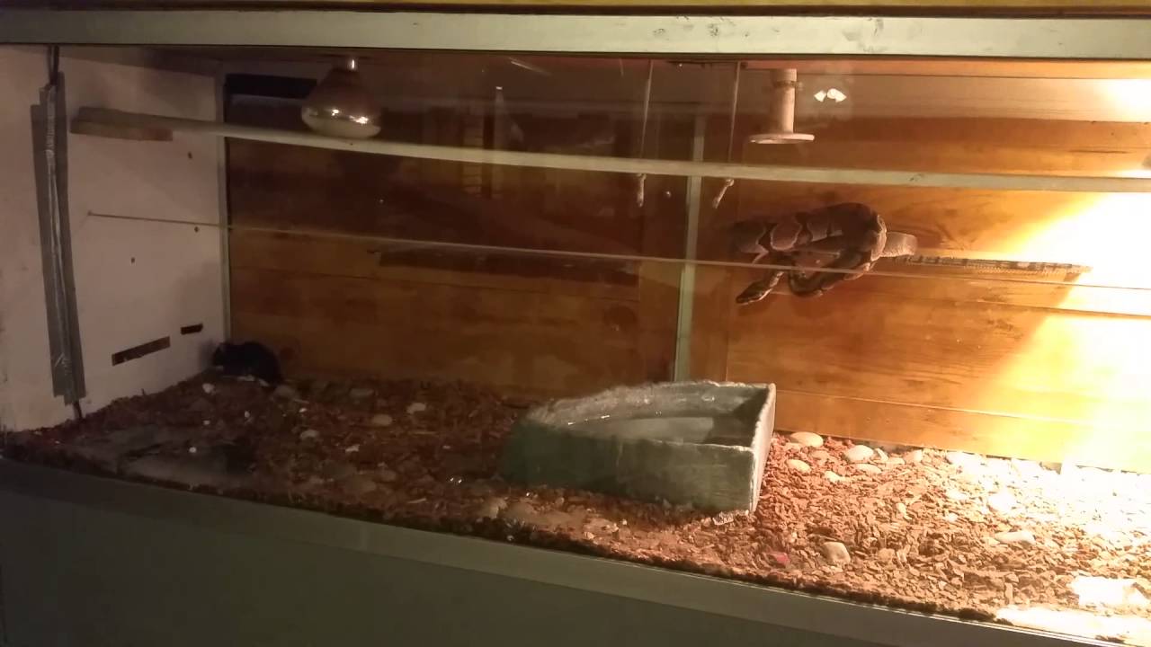 Ball Python (Rambo) during feeding time. - YouTube