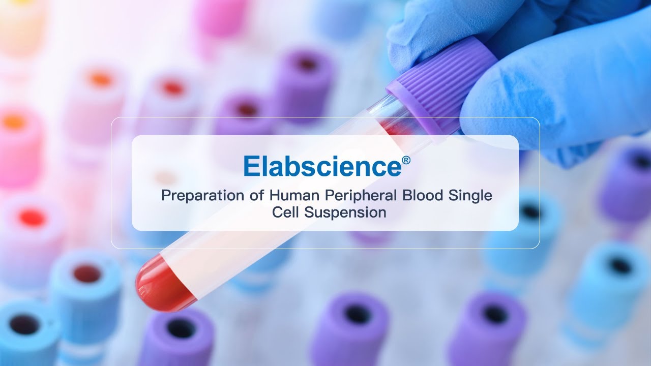 Preparation of Human Peripheral Blood Single Cell Suspension - YouTube