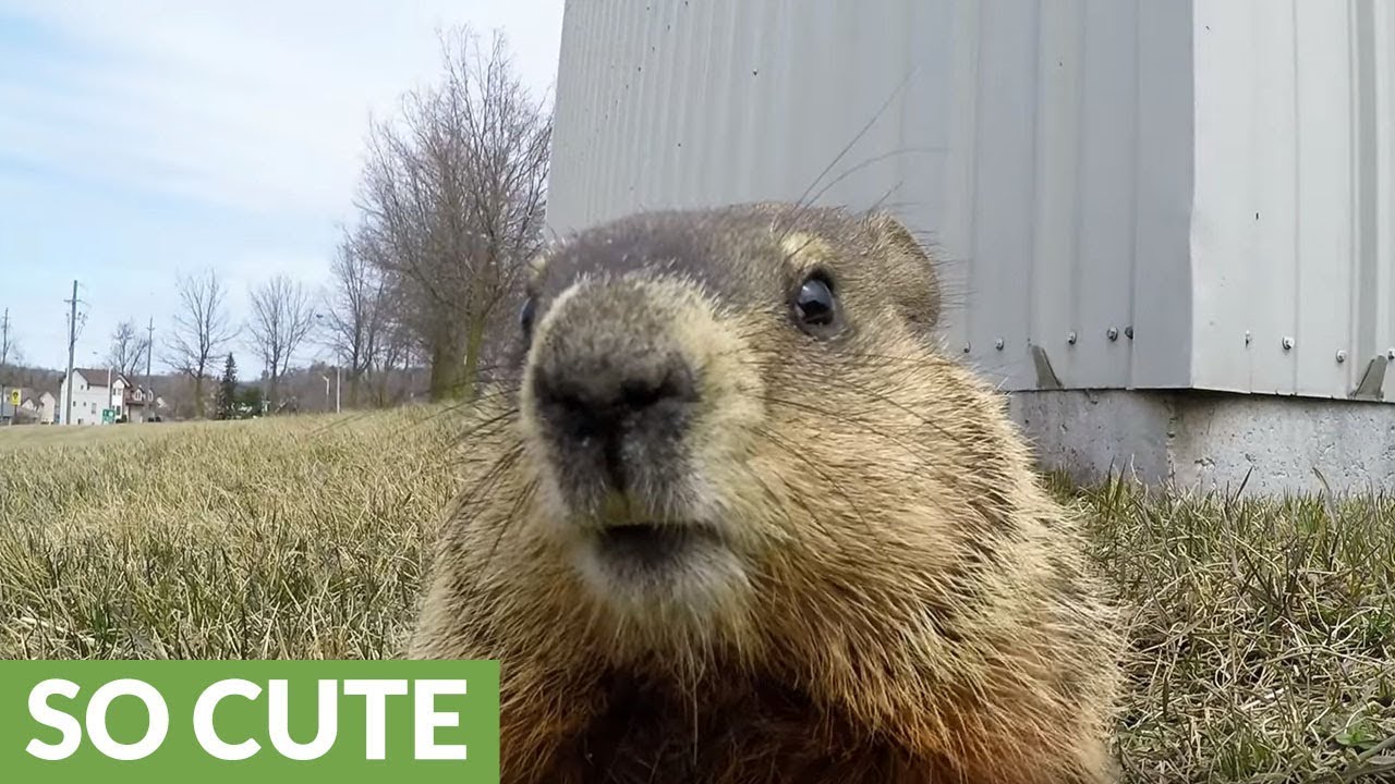 Adorable gopher is too curious to resist the camera - YouTube