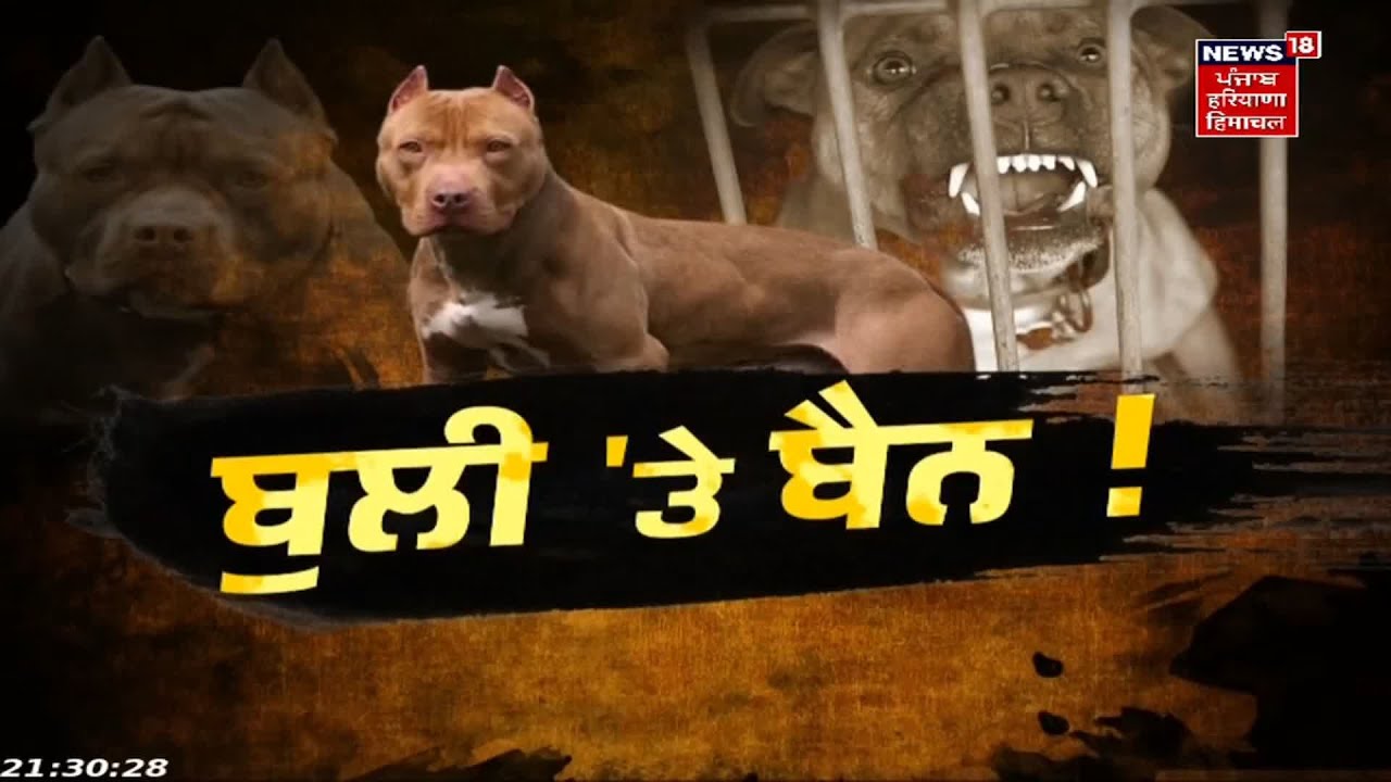 Special Report : ਬੁਲੀ 'ਤੇ ਬੈਨ ! | News18 Punjab | Bully Dog Ban - YouTube