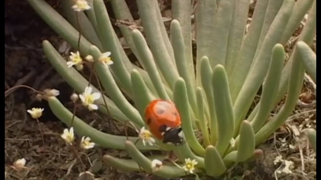 "The Story of the Bitterroot, Part 8" (2004) - YouTube