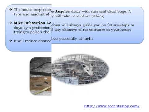Benefits of Calling on the Professionals to Tackle Mice Infestation Los ...