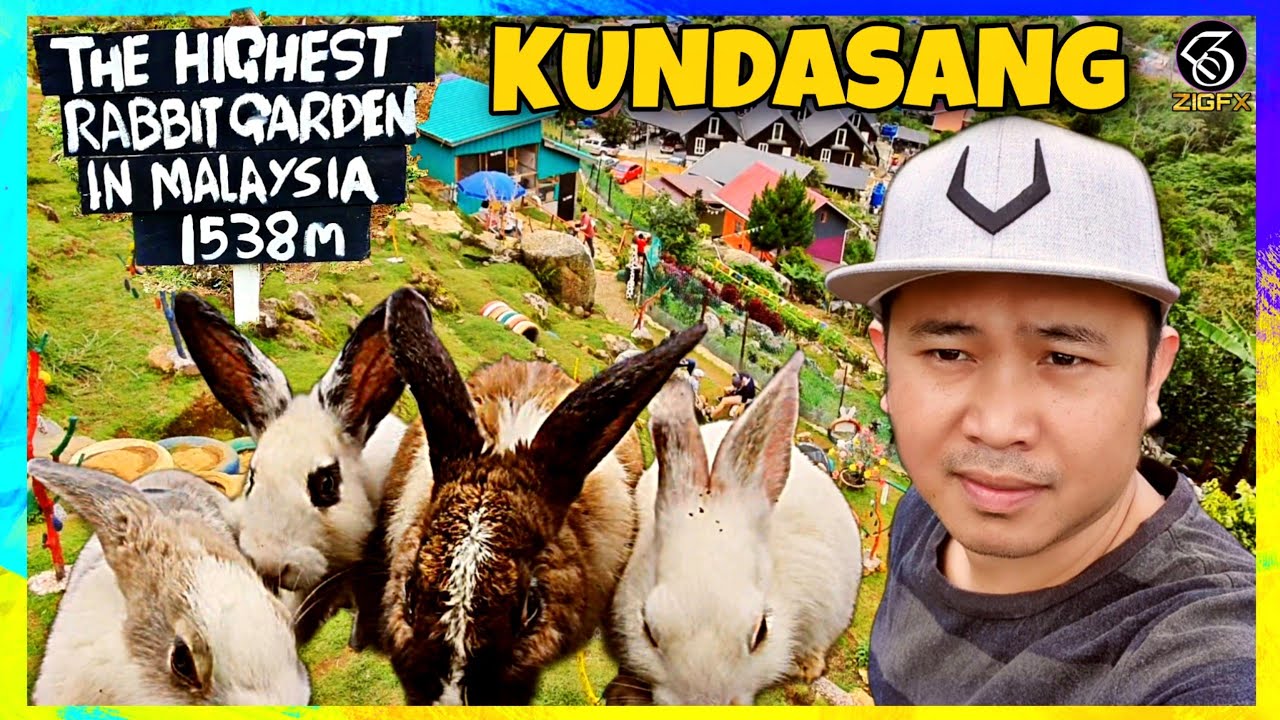 D'MESILOU RABBIT GARDEN - Mesilau rabbits Kundasang Vlog | Sabah 2020 ...