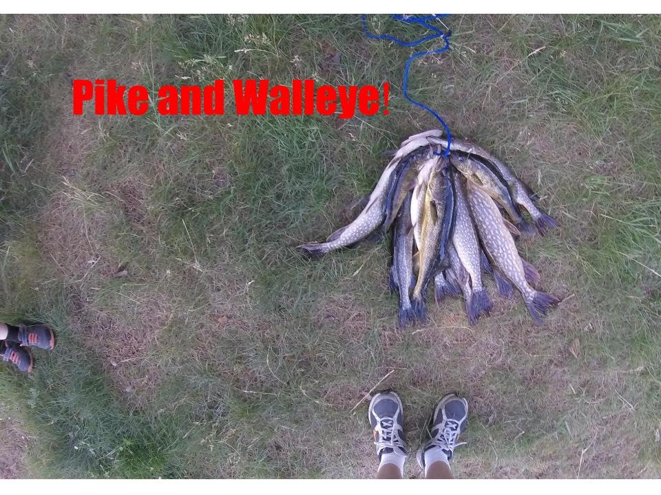 Northern Minnesota: Fishing for Walleye and Northern Pike. - YouTube