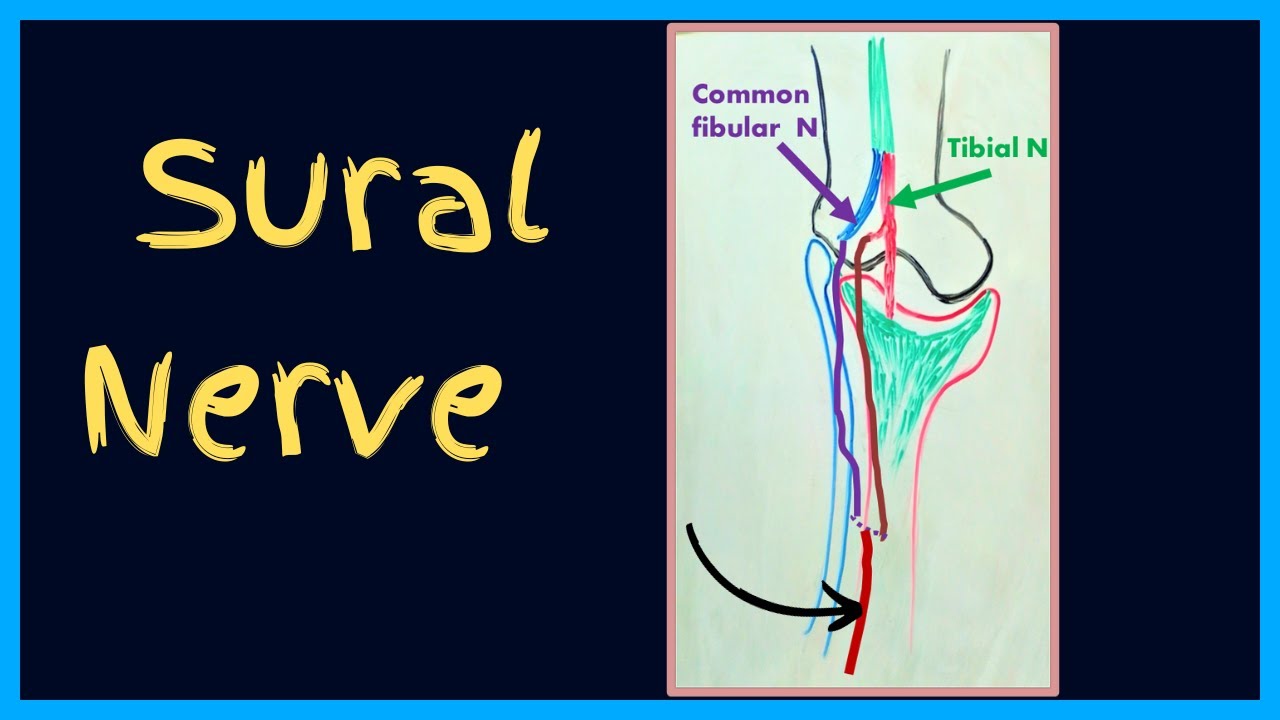 Sural Nerve // Anatomy, course and branches of the sural nerve - YouTube