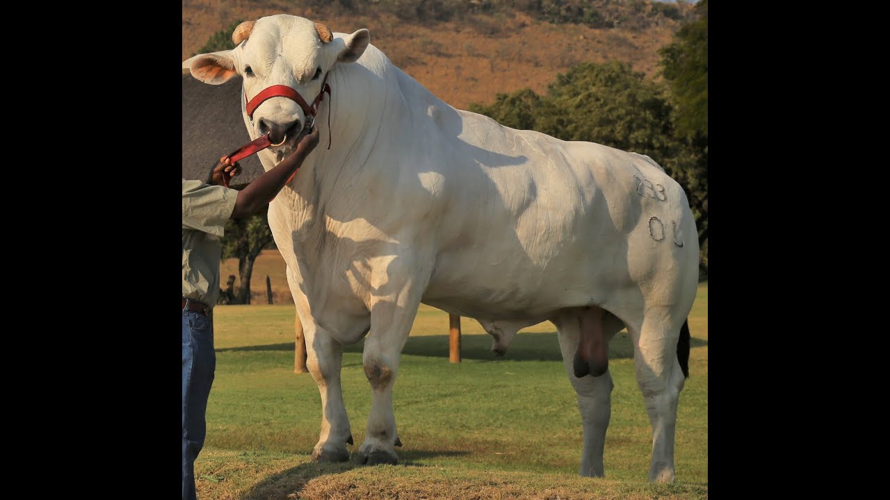 Tall Chianina Bull 2022|Qurbani Goru|Agro Farming|Sapi Kurban|Pashudhan ...