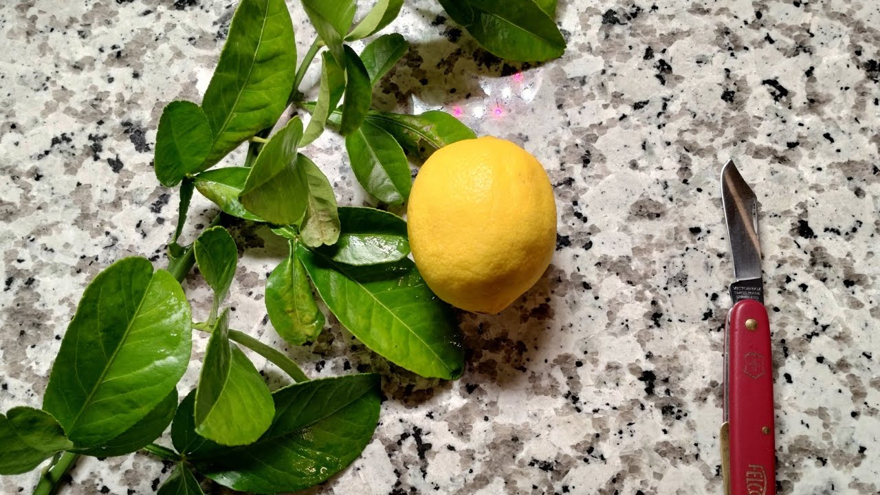 Grafting Meyer Lemon onto Citremon Cuttings - YouTube