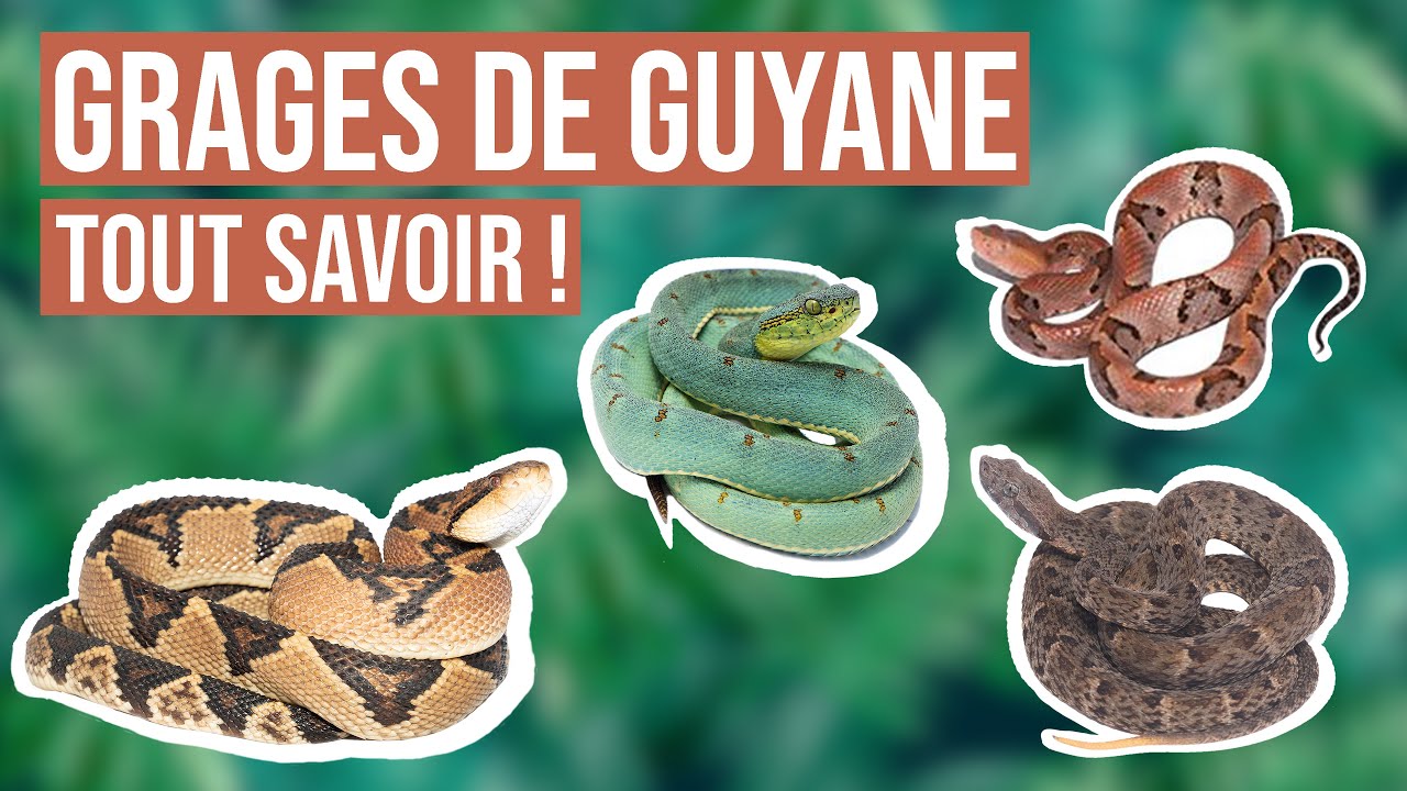 Grages de Guyane : Comment les différencier ? - YouTube