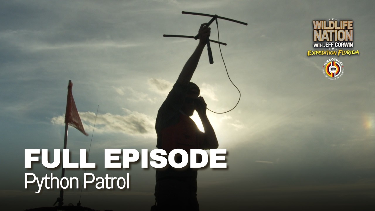 Python Patrol - FULL EPISODE | S1 - YouTube
