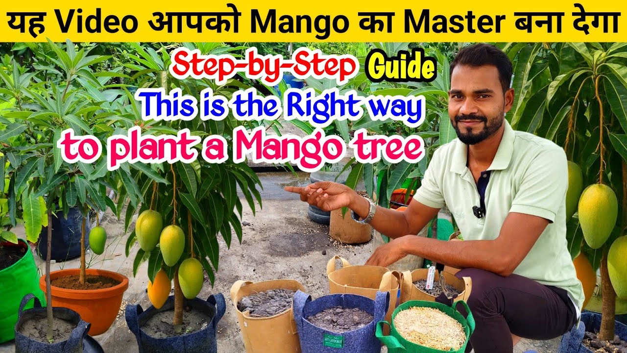 How to Grow a Mango Tree at Home Step-by Step Guide - YouTube