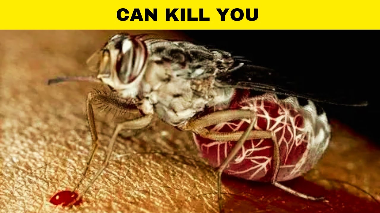 Top 10 World’s Most Dangerous Insects! - YouTube