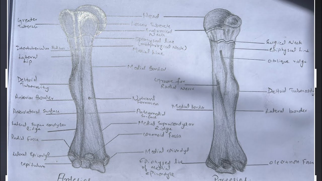 How to Draw Humerus Bone||Human Anatomy Drawings||Step By Step With ...