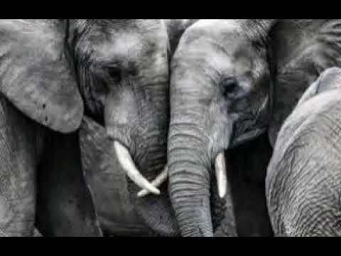The Dance of mammoths | The happy music - YouTube