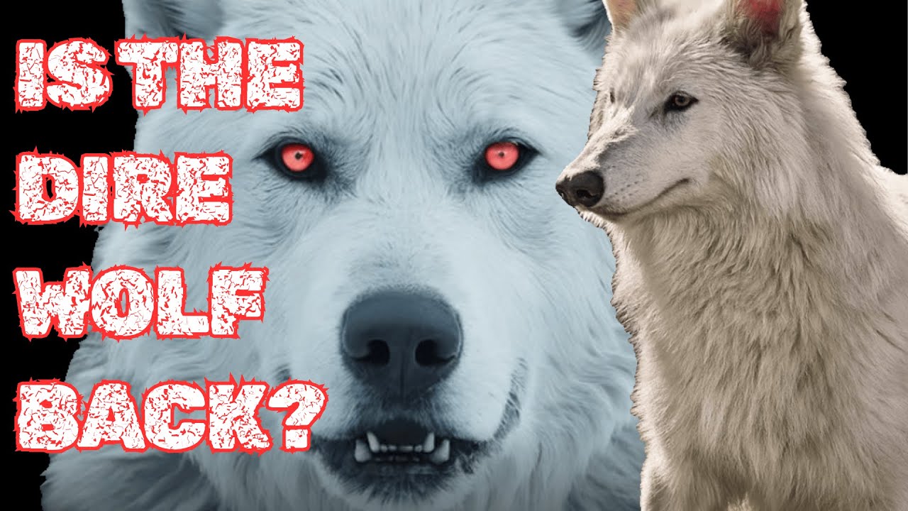 The Dire Wolf is back? - YouTube