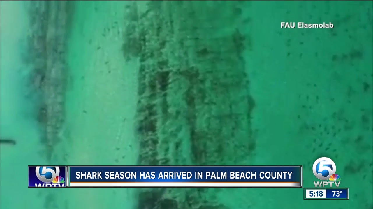 Shark migration off Palm Beach - YouTube